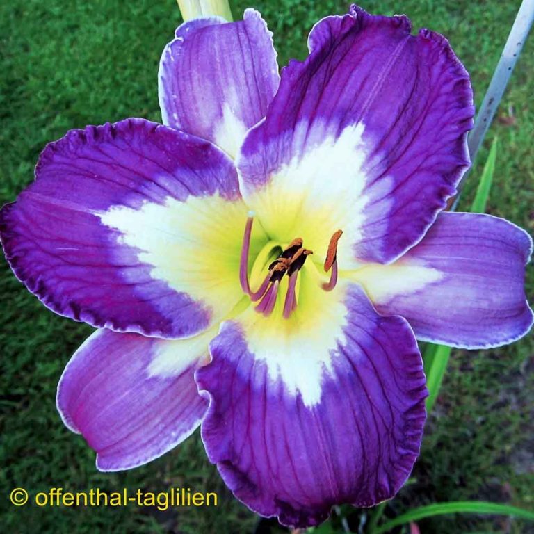 'Chinese Scribe' - Offenthal-Taglilien