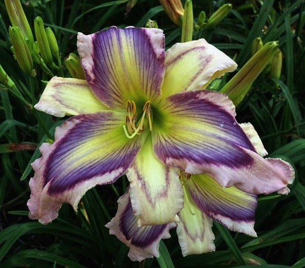 'Exotic Starfish' - Offenthal-Taglilien