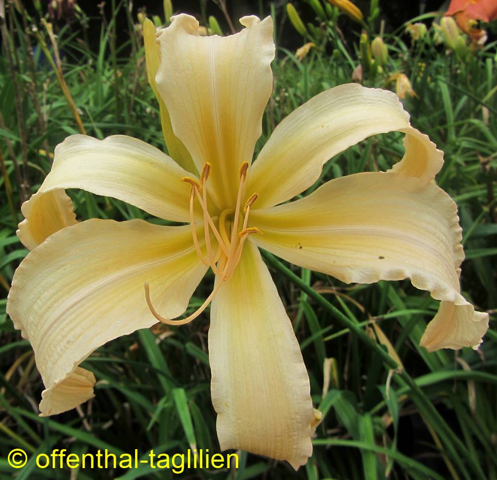 'Suzy Cream Cheese' - Offenthal-Taglilien